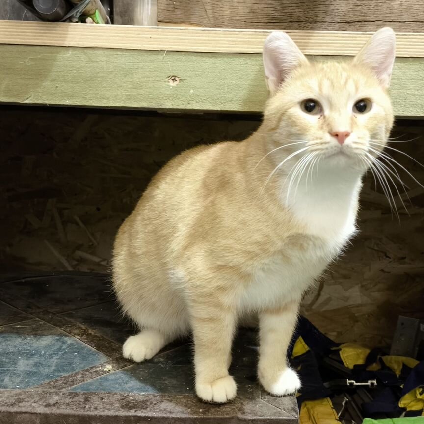 Рыжий кот банкир