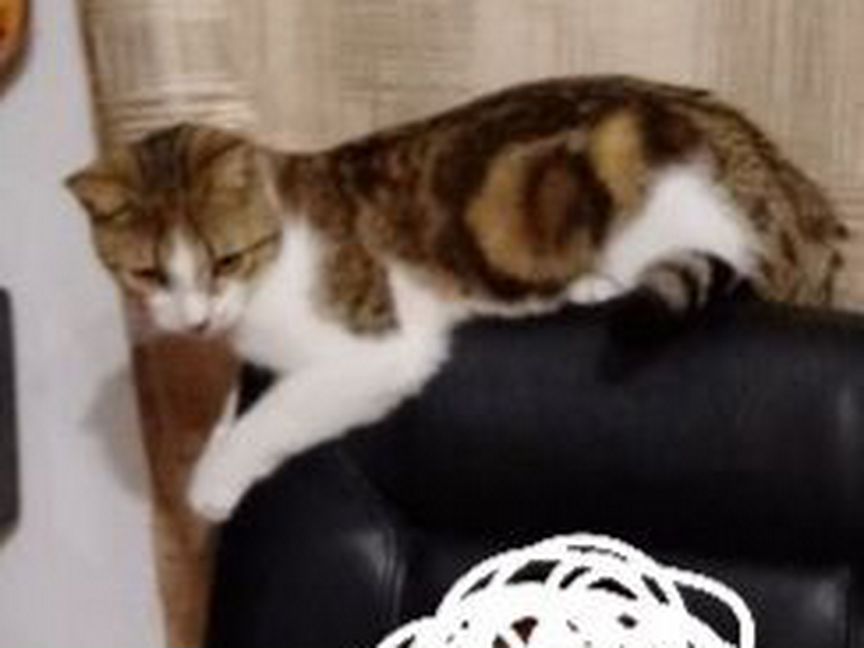 Отдам в добрые руки