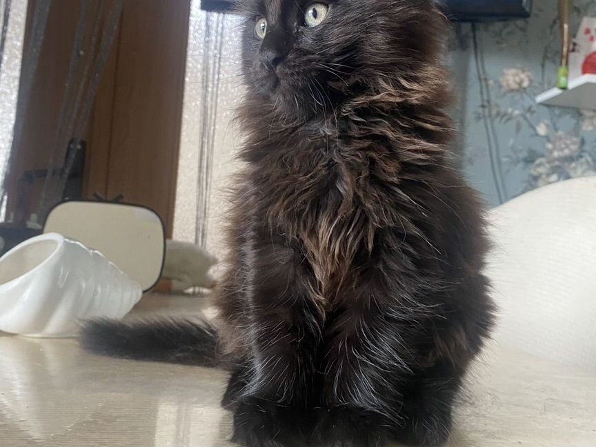 Котята мейн-кун