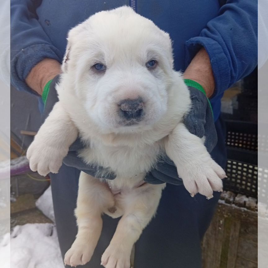 Среднеазиатская овчарка, щенок