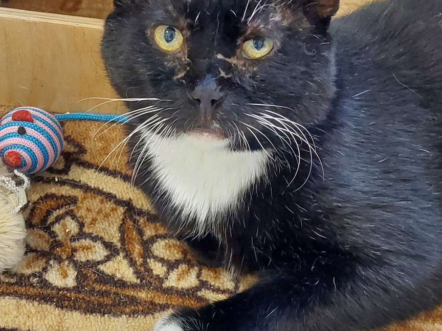 Кот Лучиано