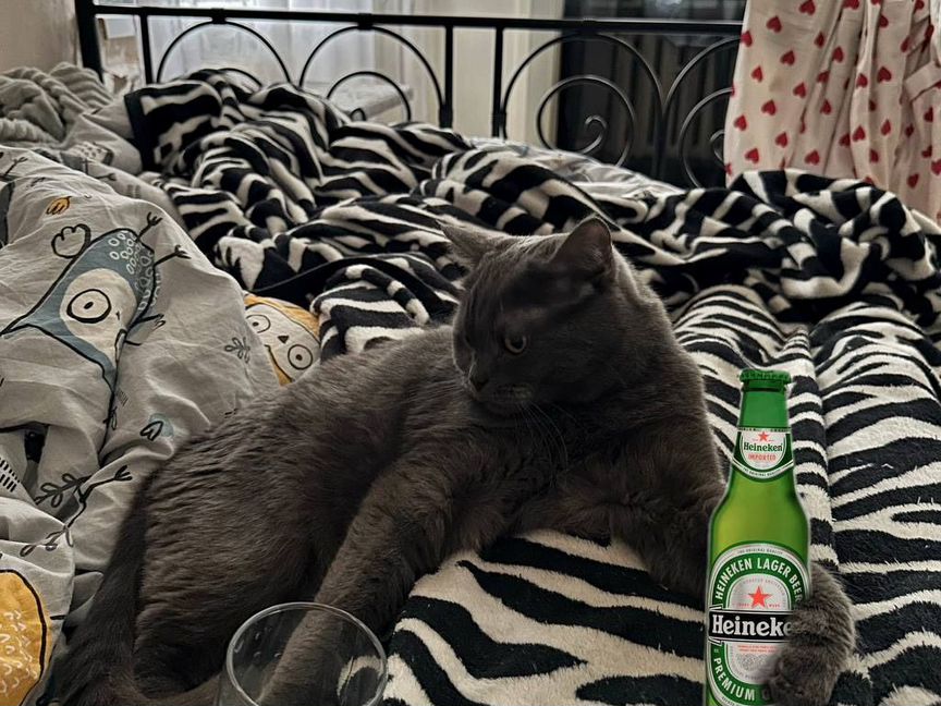 Кот
