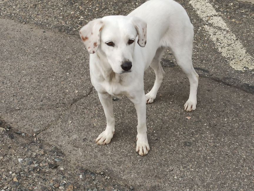 Красотка ищет дом