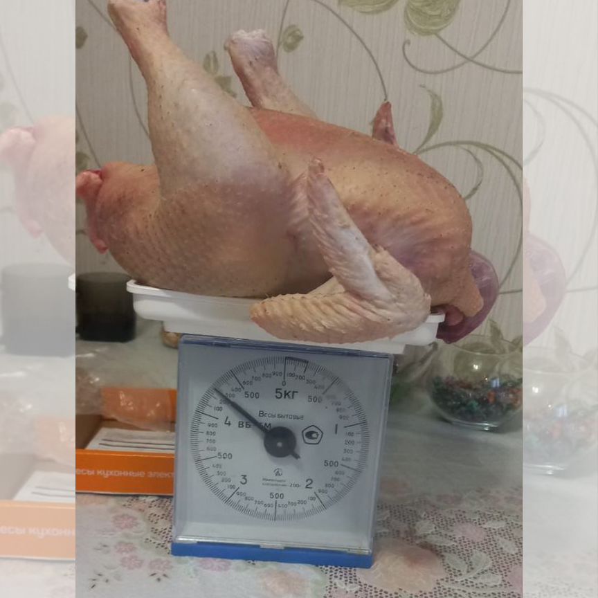 Домашние куры бройлеры