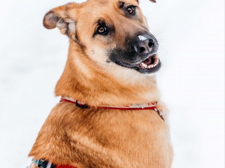 Собака в добрые руки