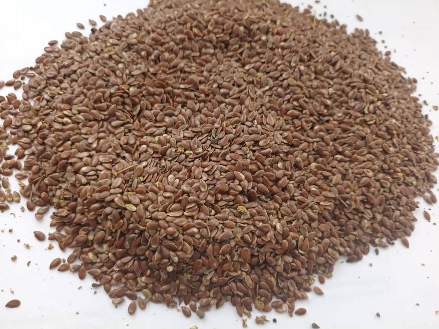 Лен масличный