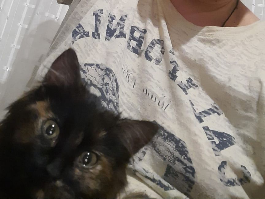 Кошка
