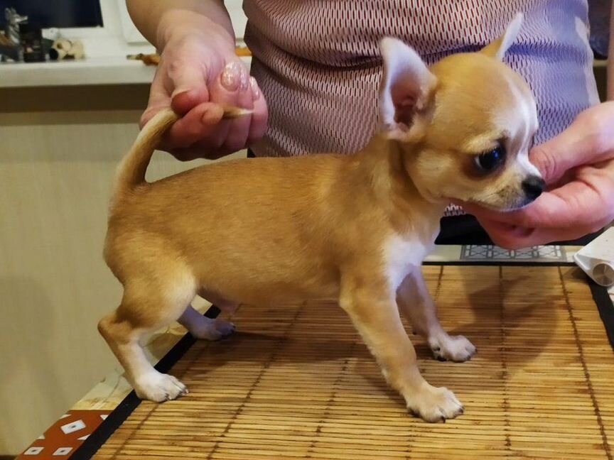 Щенки чихуахуа большой выбор окрасов