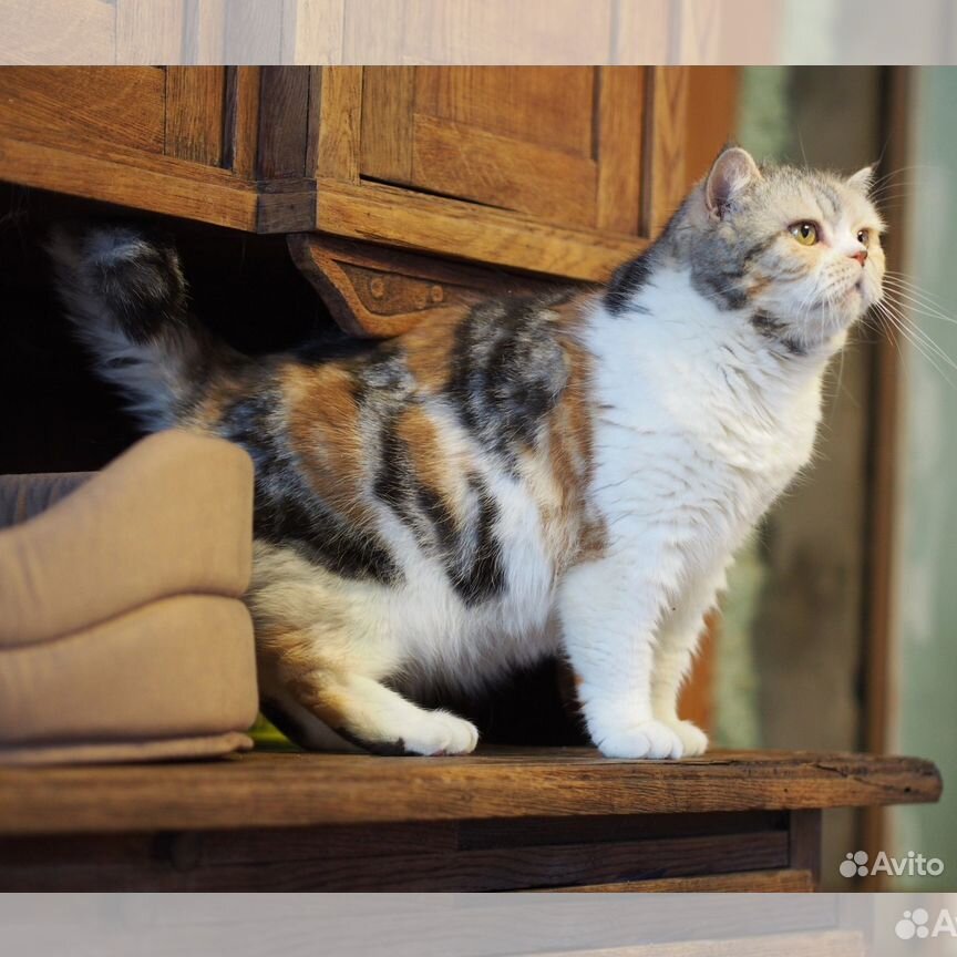 Шикарная леди Адель ищет дом