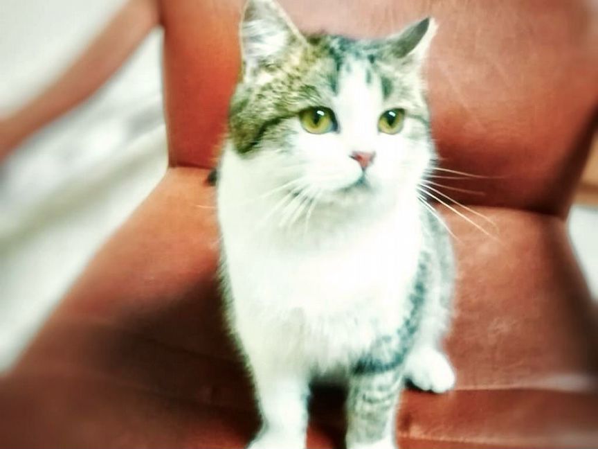 Подари котейке дом