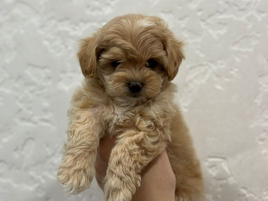 Щенки мальтипу f1 мини