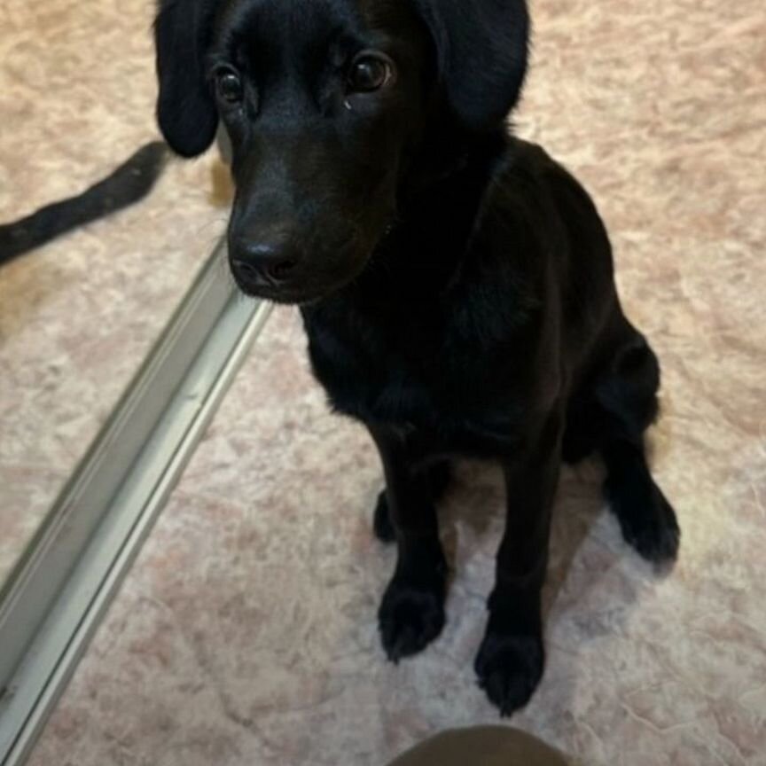 Помесь спаниеля