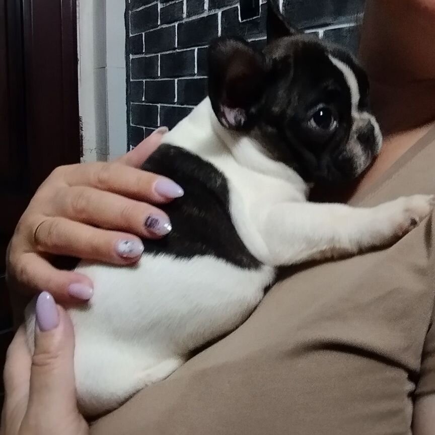 Чудесные детки РКФ