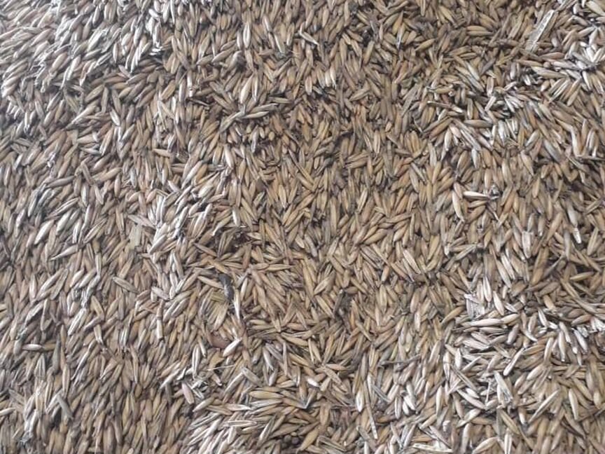 Овёс в мешках с доставкой