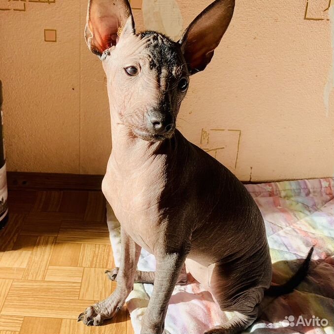 Ксоло Щенок, сука