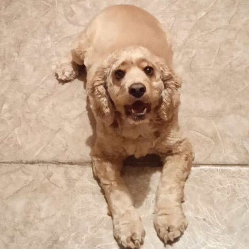 Американский кокер спаниель в добрые руки