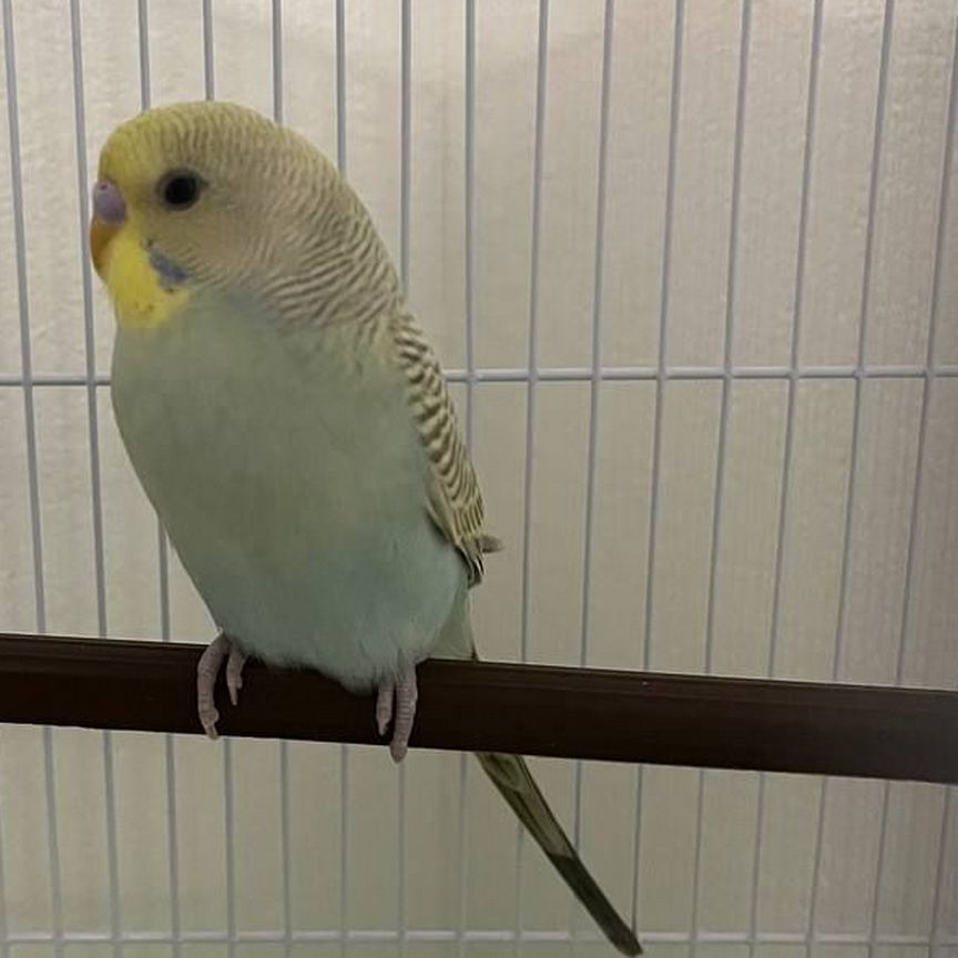 Волнистый попугай