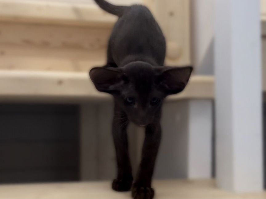 Ориентальные котята экстрими современный тип