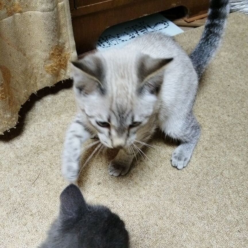 Котята в добрые руки приучены к лотку