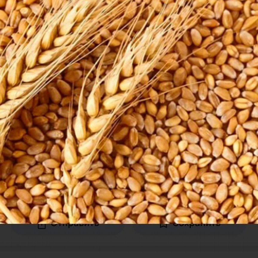 Пшеница фуражная