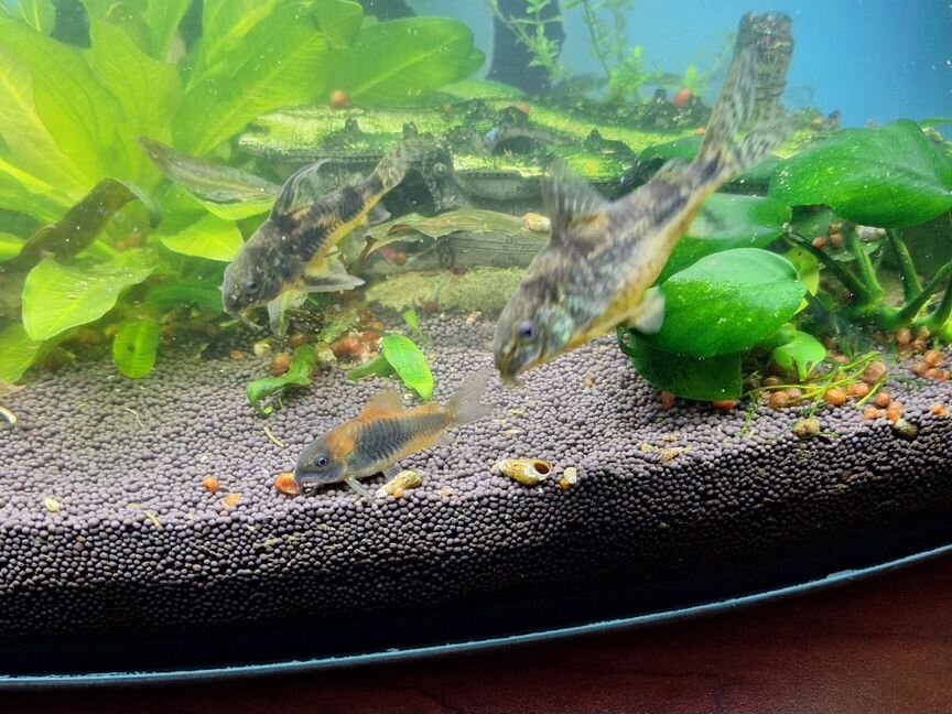 Сомики коридорасы