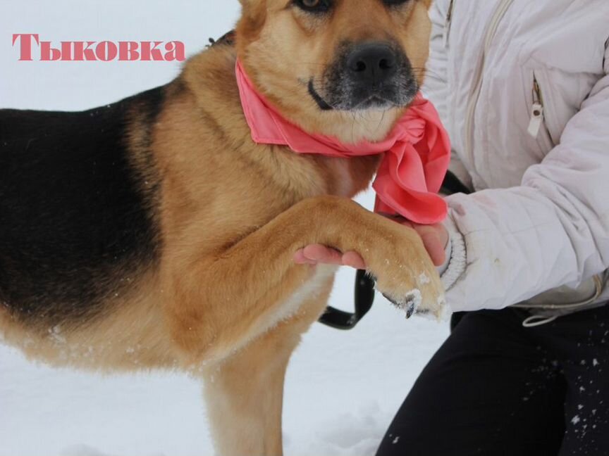 Собака Тыковка в дар