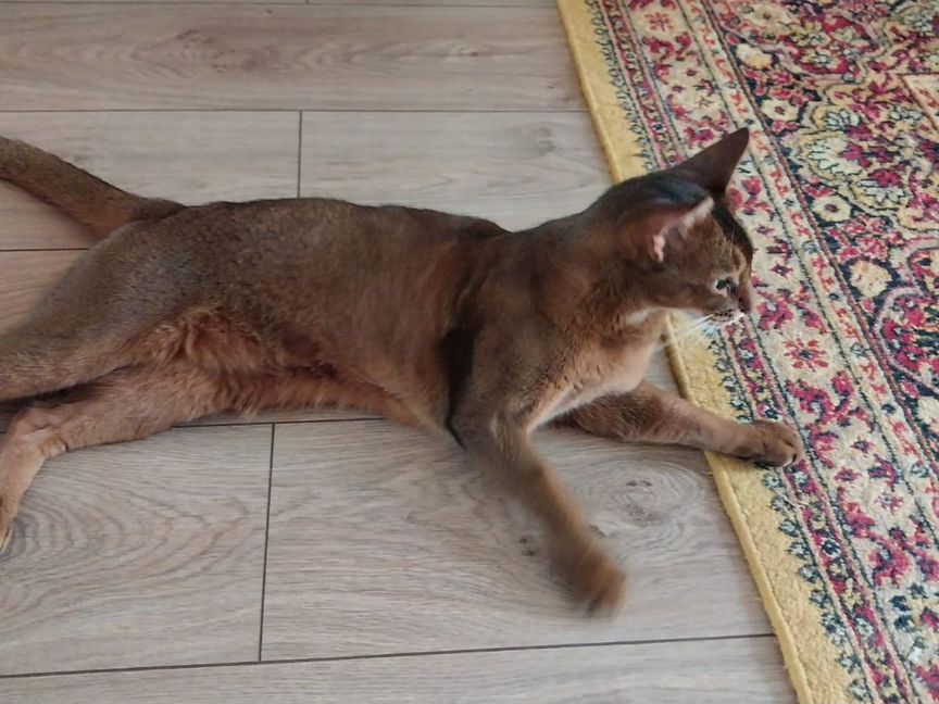 Кот Абиссинец