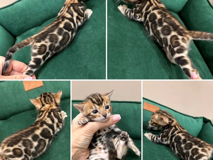 Бенгальские котята высокопородные