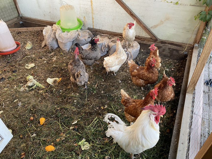 Куры несушки продам