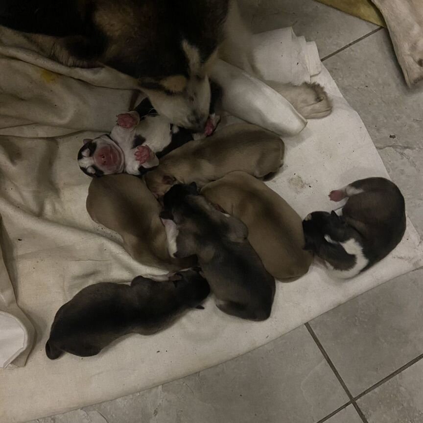 Щенки хаски