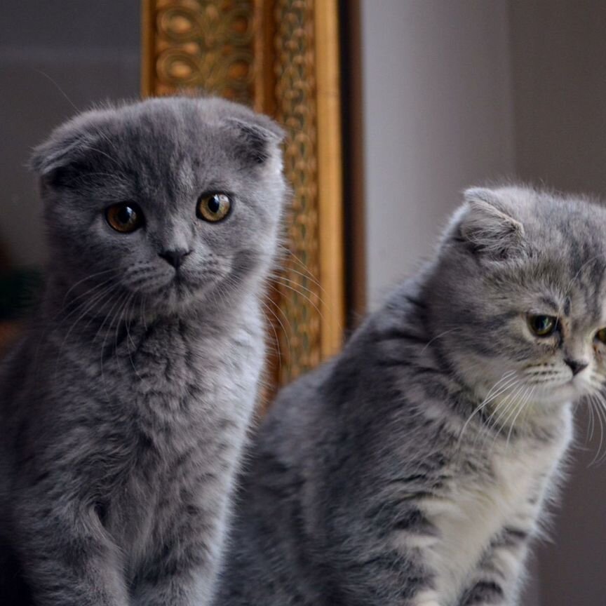 Шотландская