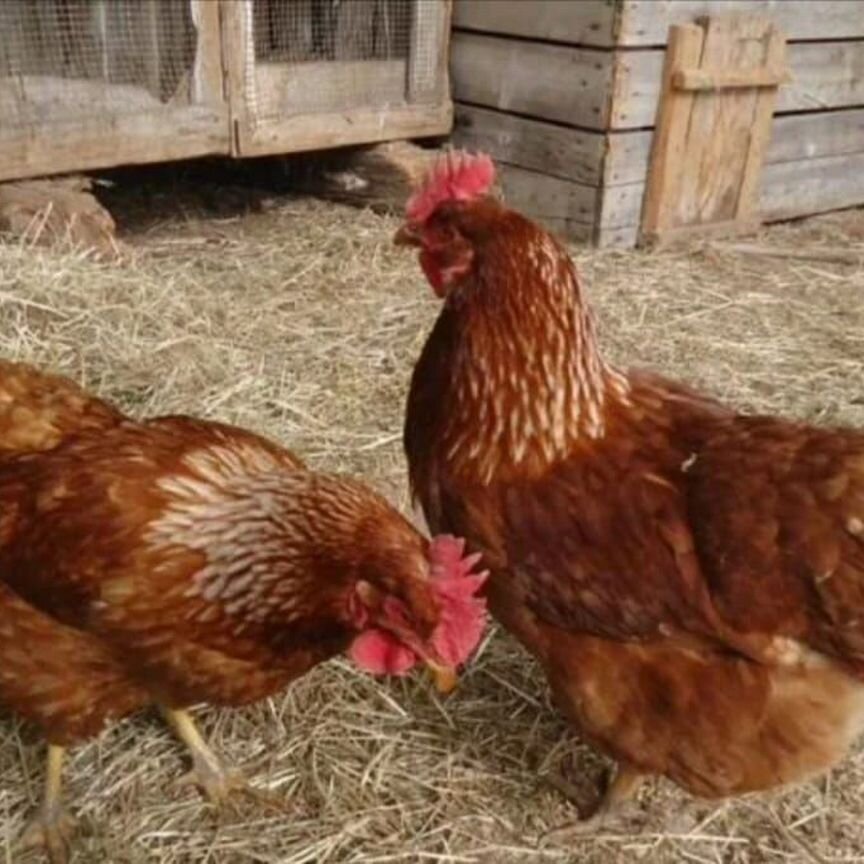 Куры несушки