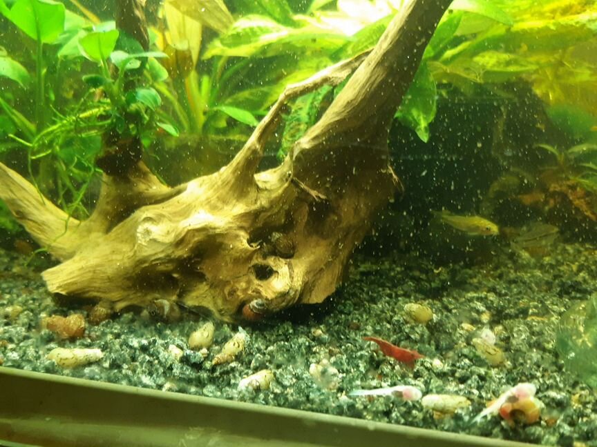 Грунтовые улитки -граниферы,мелании