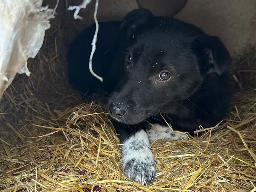 Помогите, пожалуйста, обрести дом