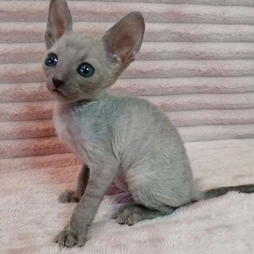 Котята Корниш рекс
