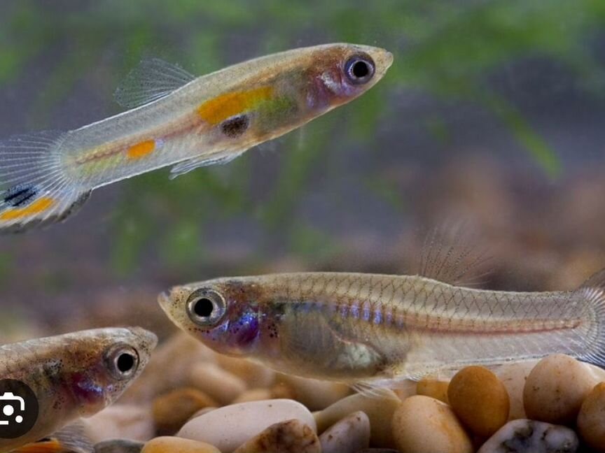 Рыбки гуппи