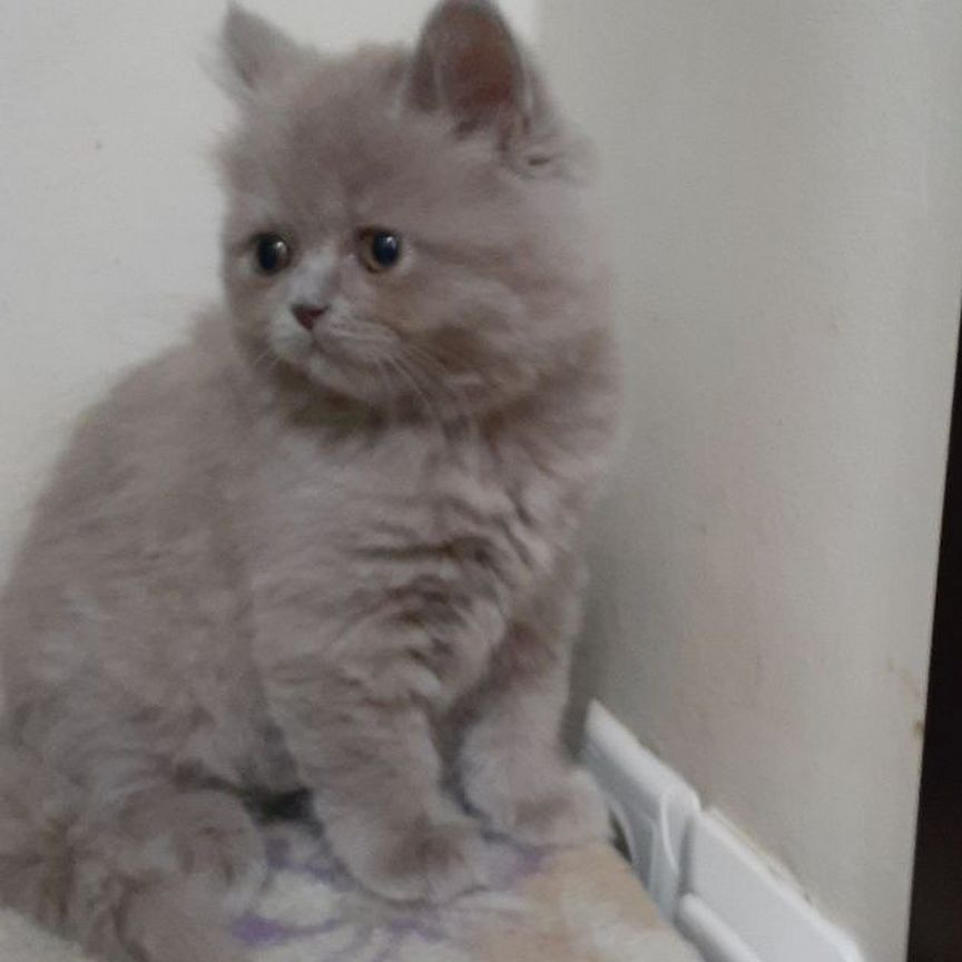 Шотландский вислоухий длинношёрстный котёнок