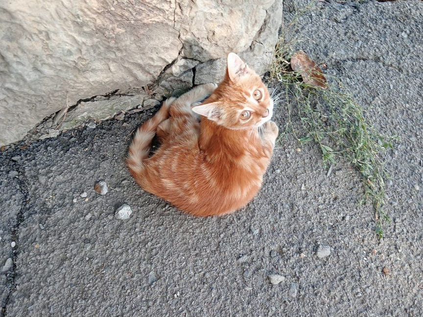 Котенок в добрые руки