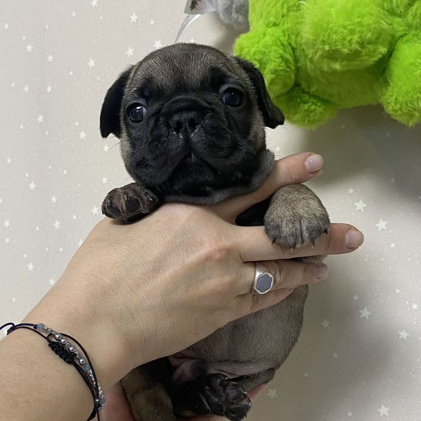 Французский бульдог, щенок