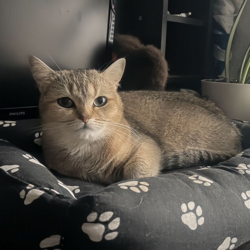 Шотландский вислоухий длинношёрстный котёнок