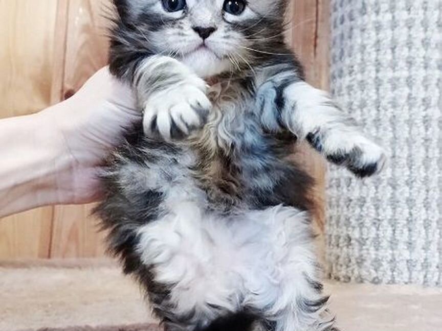 Серебряно-мраморные красотки мейн-кун