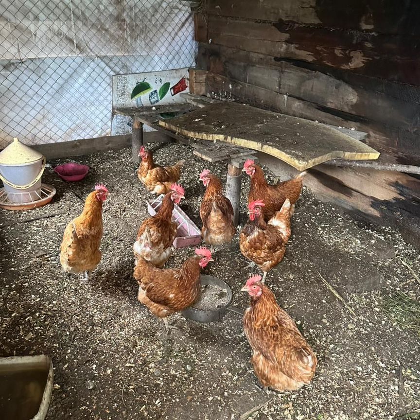 Куры несушки продам