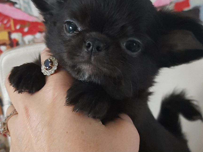 3 брата чихуахуа