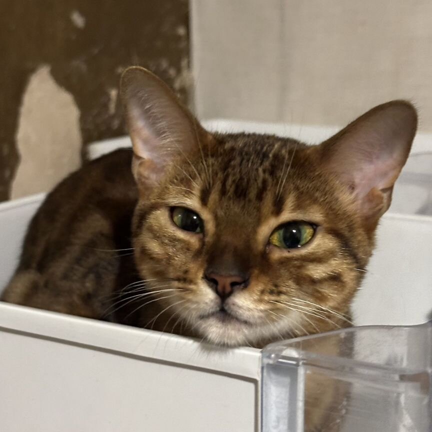 Бенгальская, взрослая кошка