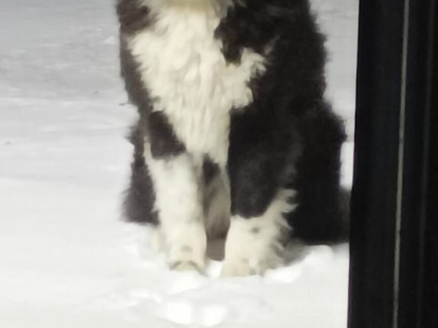 Собака в добрые руки отдам бесплатно