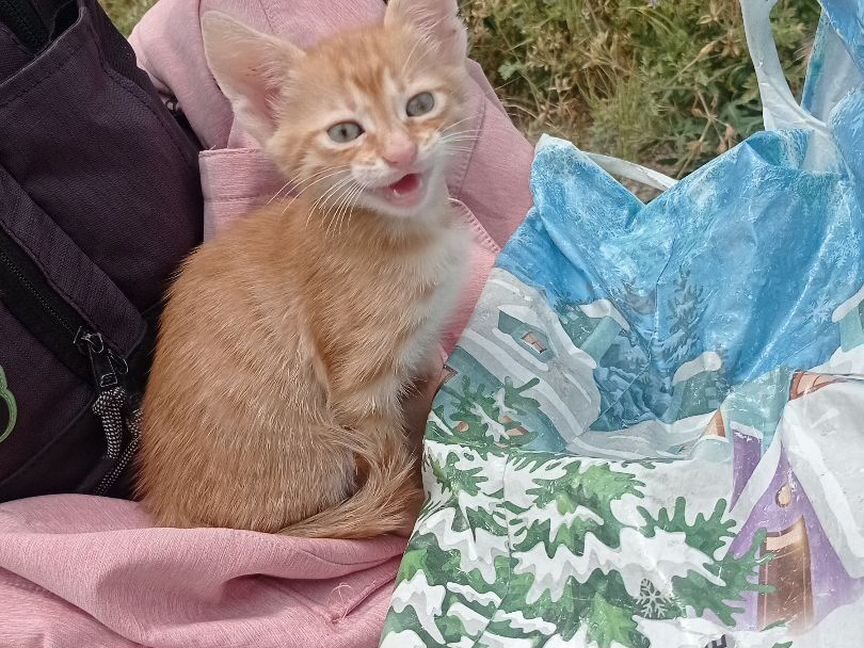 Маленький рыжий котенок ищет дом