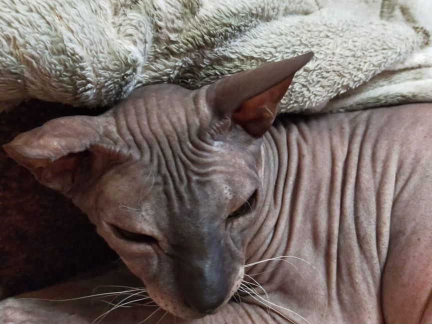 Донской сфинкс кот