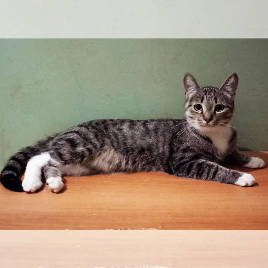 Взрослая, Девочка кошка в добрые руки