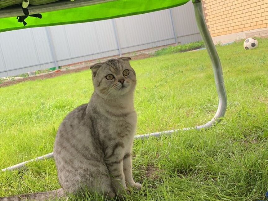 Шотландский вислоухий кот