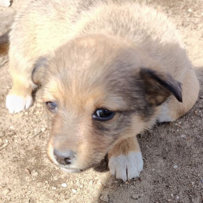 Щенок в добрые руки